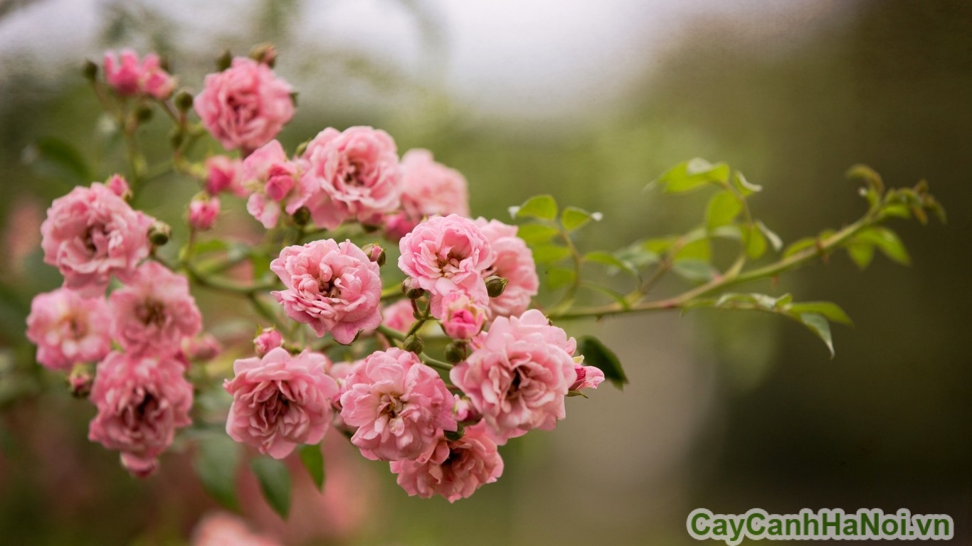 Cây hoa tường vi - Cây cảnh Hà Nội