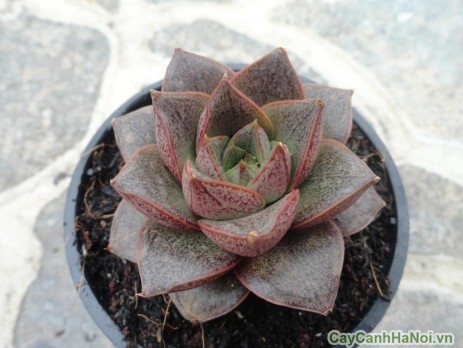 Cây cảnh Hà Nội