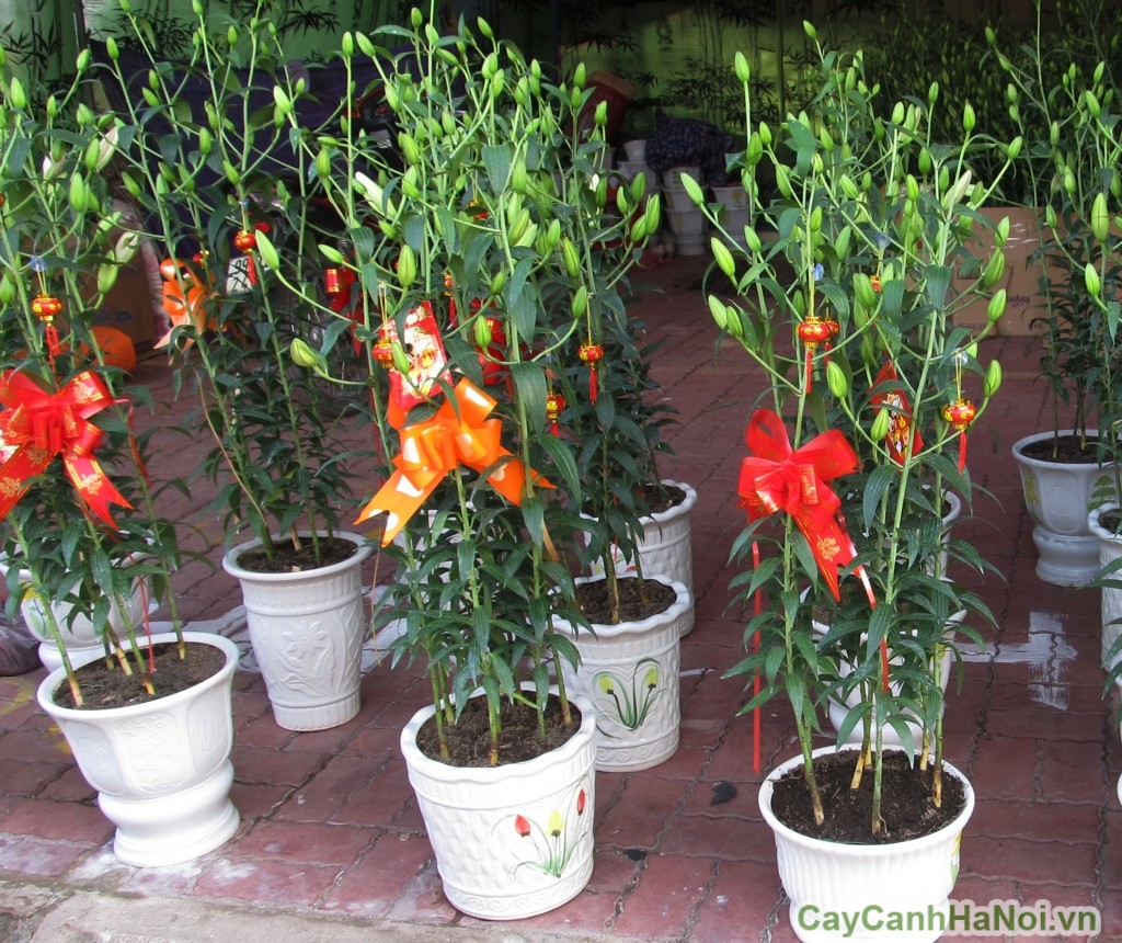 Hoa ly - Cây cảnh Hà Nội