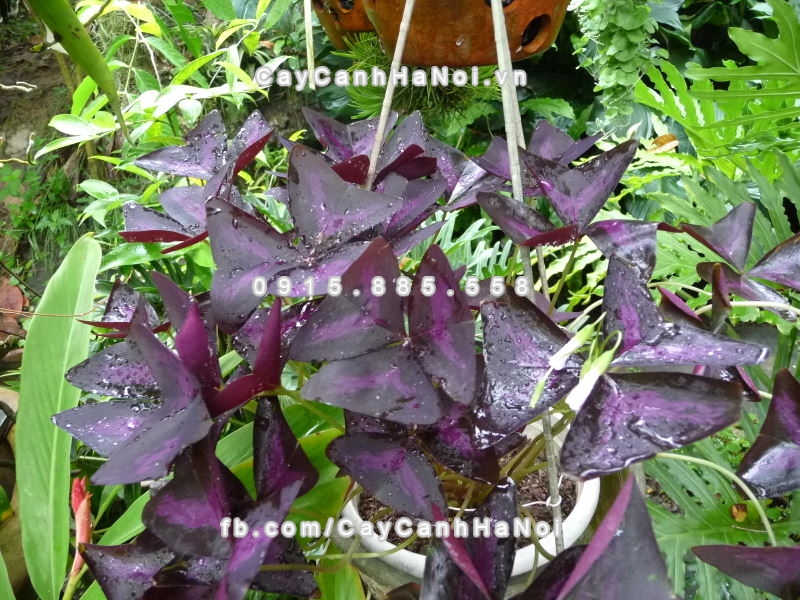 buom-dem-7 - Cây cảnh Hà Nội