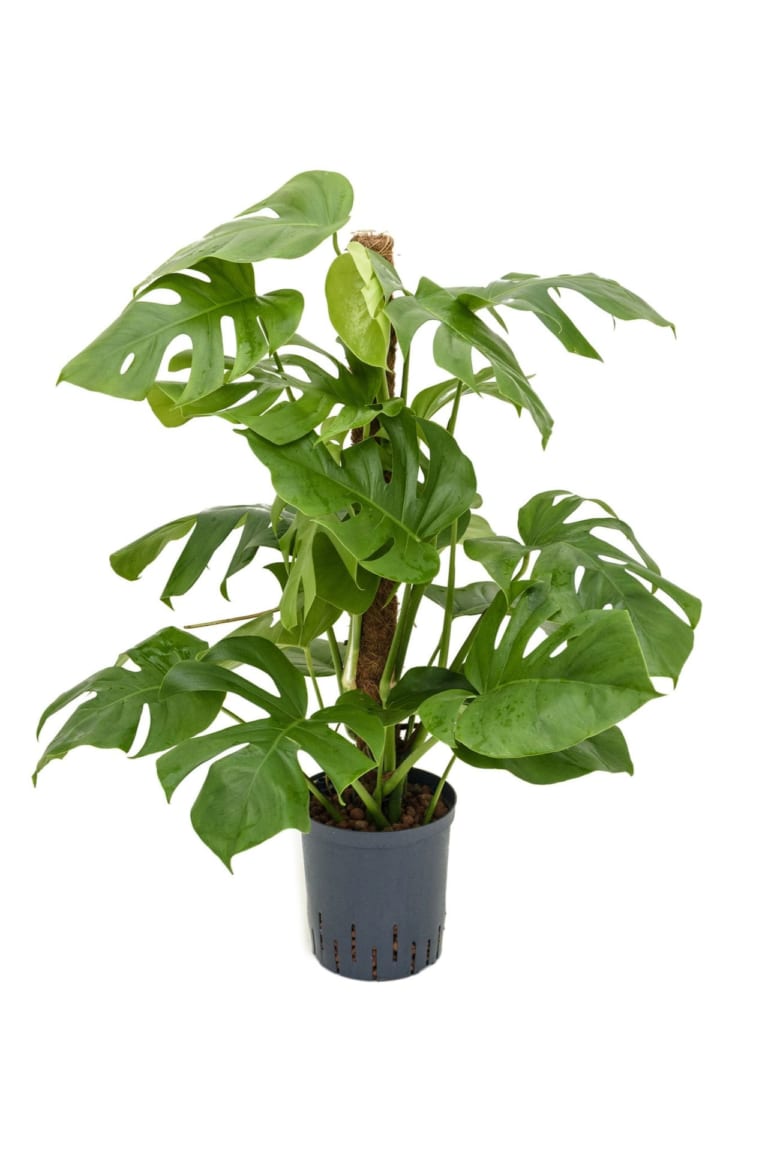 Cây ráy xẻ là loại cây nội thất cao cấp có hình dạng lá lạ mắt.