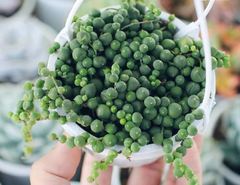 Danh Sách Các Loại Sen Đá và phân loại sen đá - Cây cảnh Hà Nội