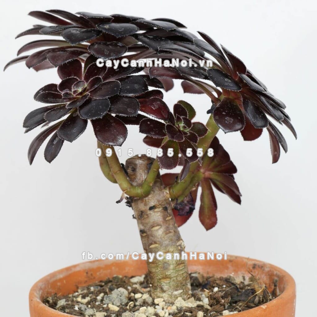 Danh Sách Các Loại Sen Đá và phân loại sen đá - Cây cảnh Hà Nội