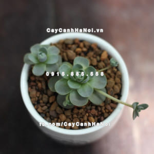 Danh Sách Các Loại Sen Đá và phân loại sen đá - Cây cảnh Hà Nội