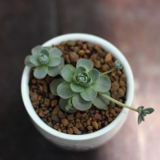 Danh Sách Các Loại Sen Đá và phân loại sen đá - Cây cảnh Hà Nội