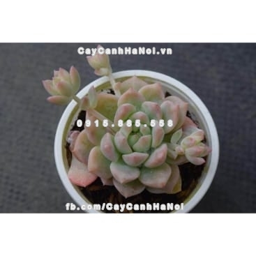 Danh Sách Các Loại Sen Đá và phân loại sen đá - Cây cảnh Hà Nội