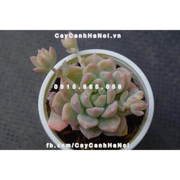 Danh Sách Các Loại Sen Đá và phân loại sen đá - Cây cảnh Hà Nội