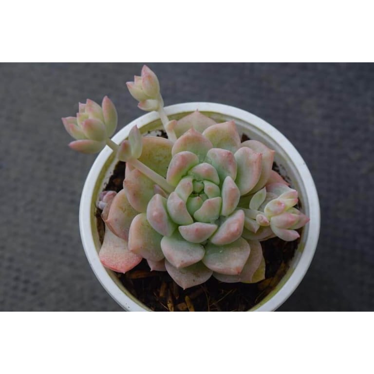 Danh Sách Các Loại Sen Đá và phân loại sen đá - Cây cảnh Hà Nội