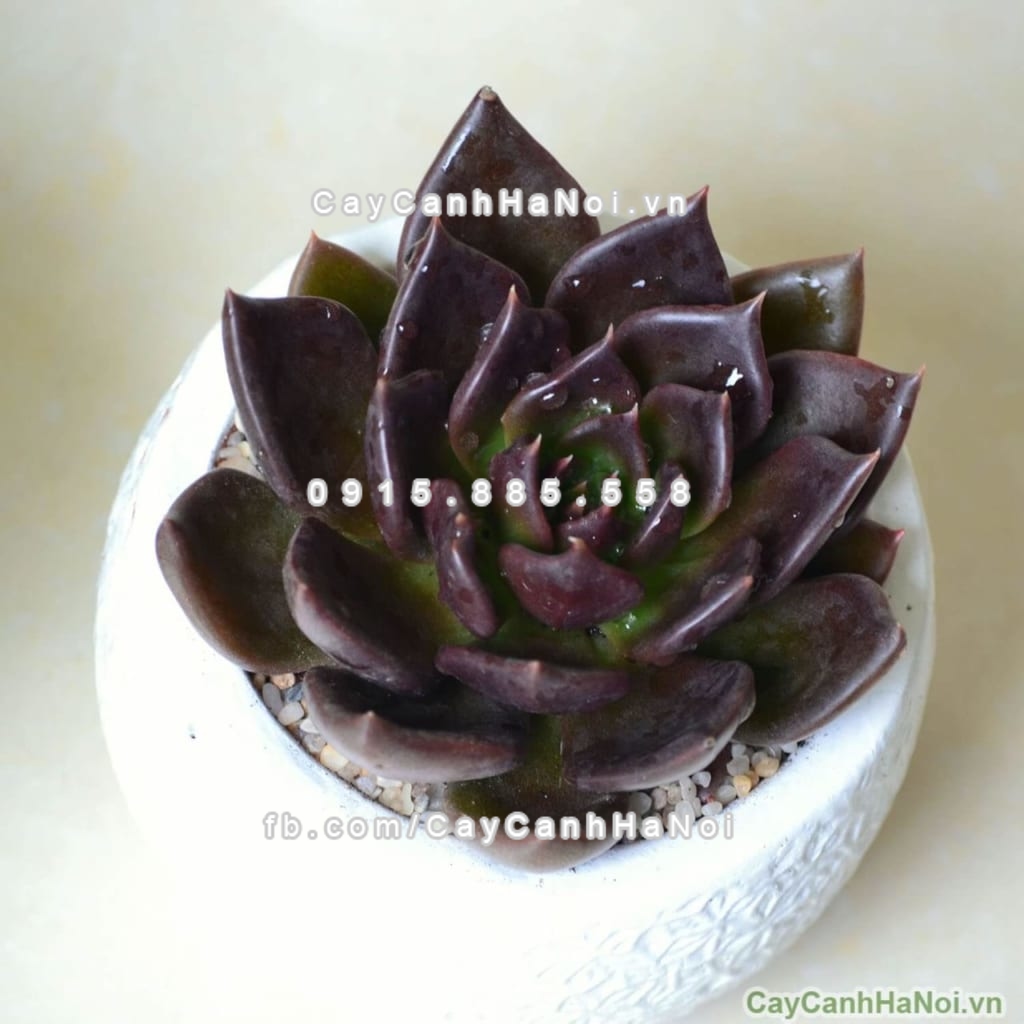 Danh Sách Các Loại Sen Đá và phân loại sen đá - Cây cảnh Hà Nội